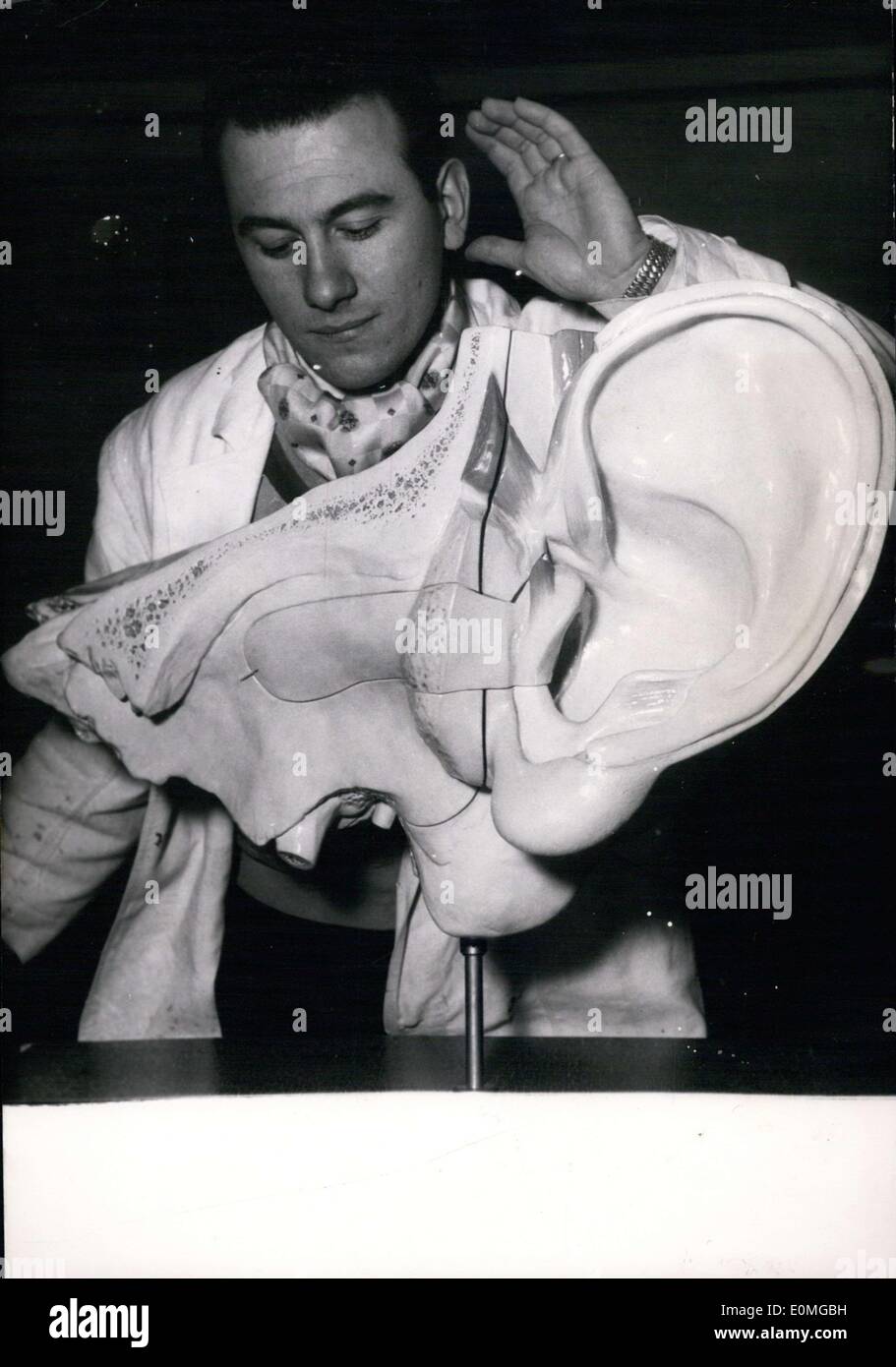 1955 large plastic model of a human ear hi-res stock photography and ...