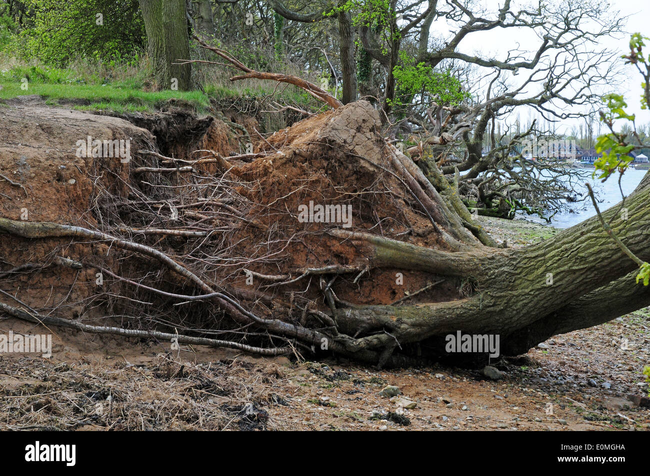 Uprooting roots hi-res stock photography and images - Alamy