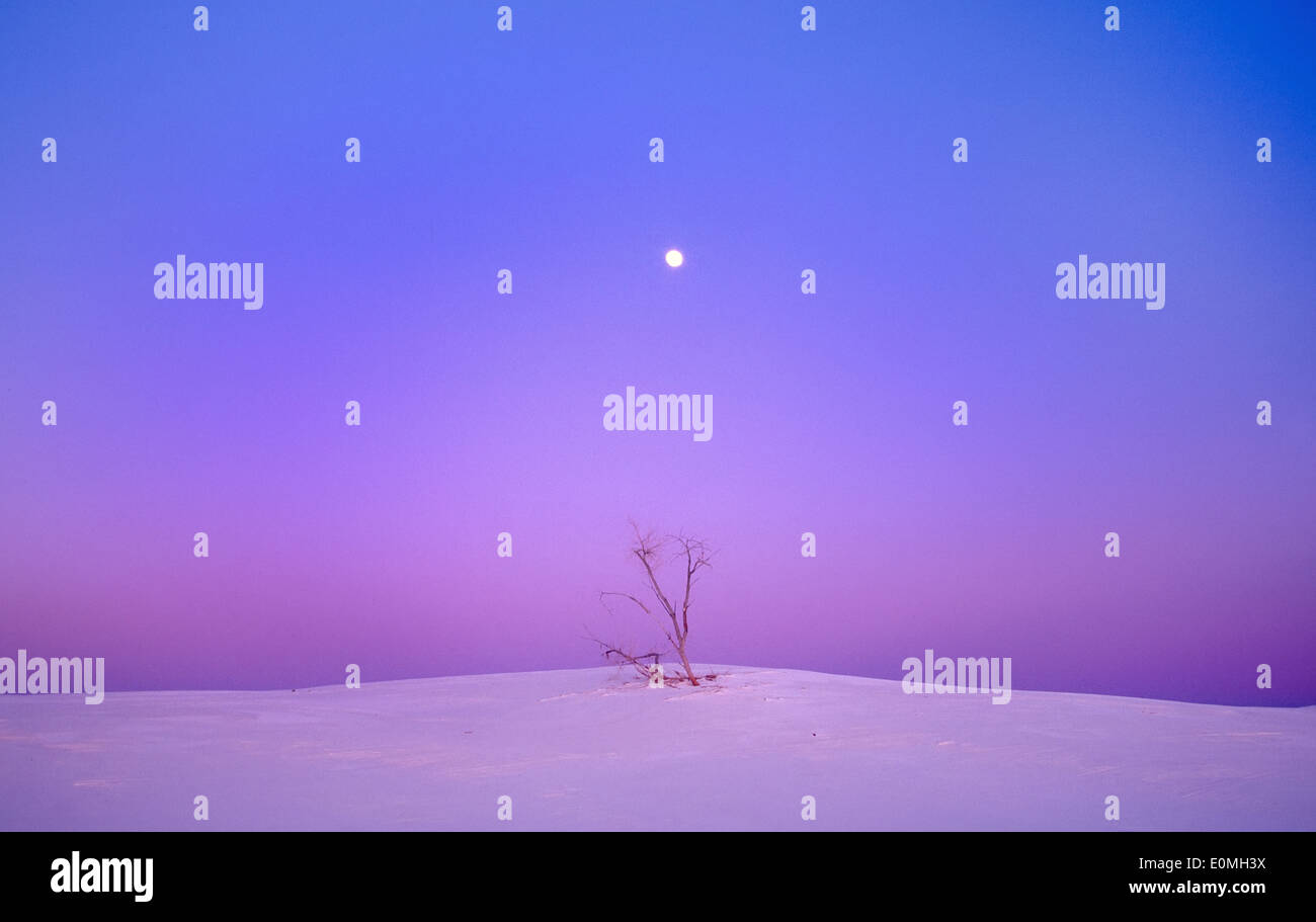 Dead tree and full moon hi-res stock photography and images - Alamy