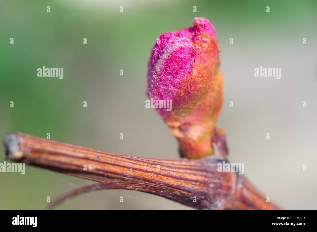 Grape buds hi-res stock photography and images - Alamy