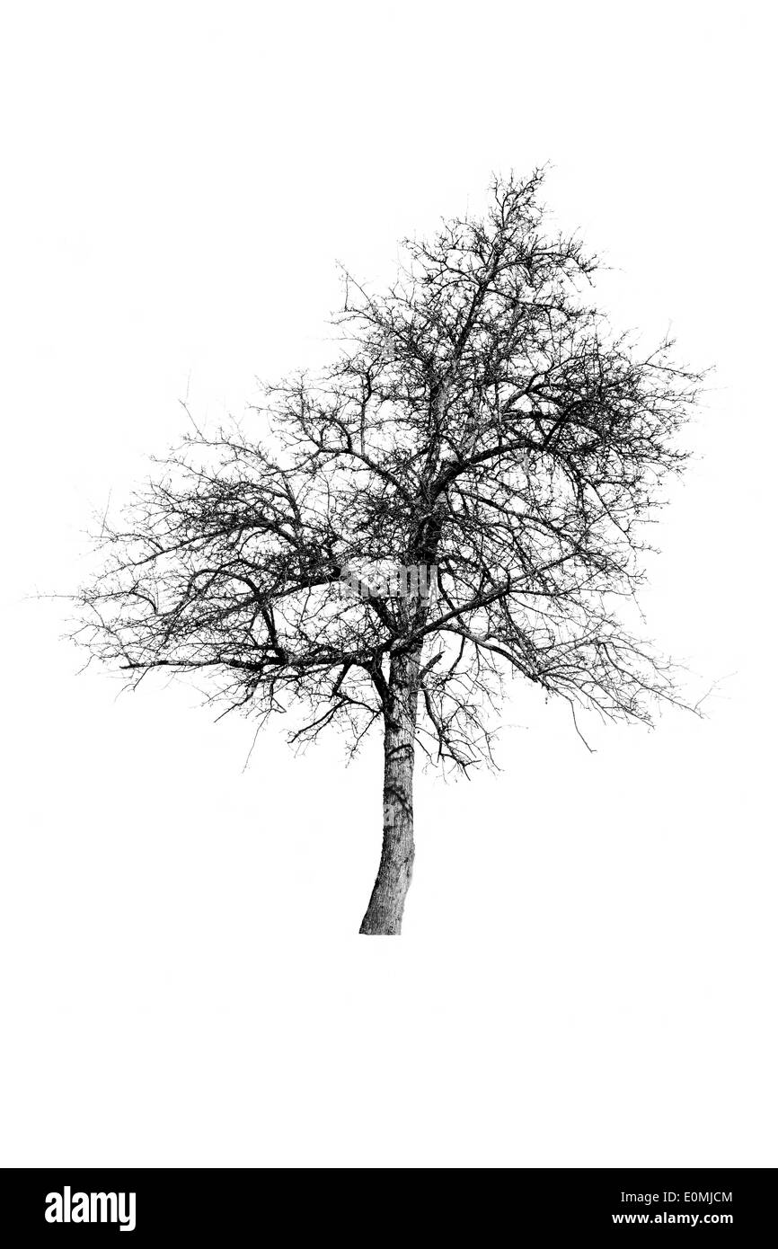 Single European Wild Pear tree isolated on white background Stock Photo ...