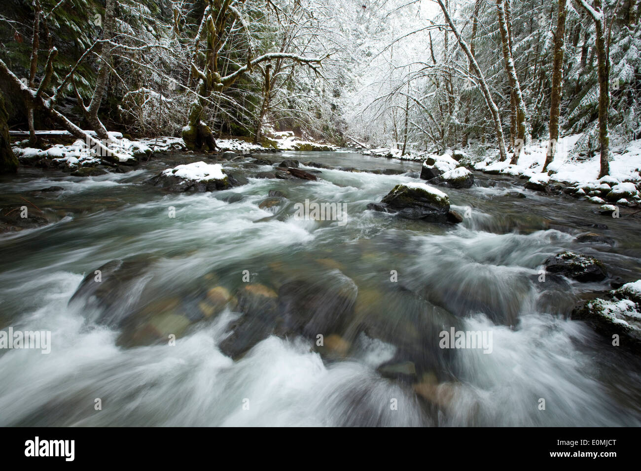 The icy waters of the Row River rush past snow-covered evergreen ...