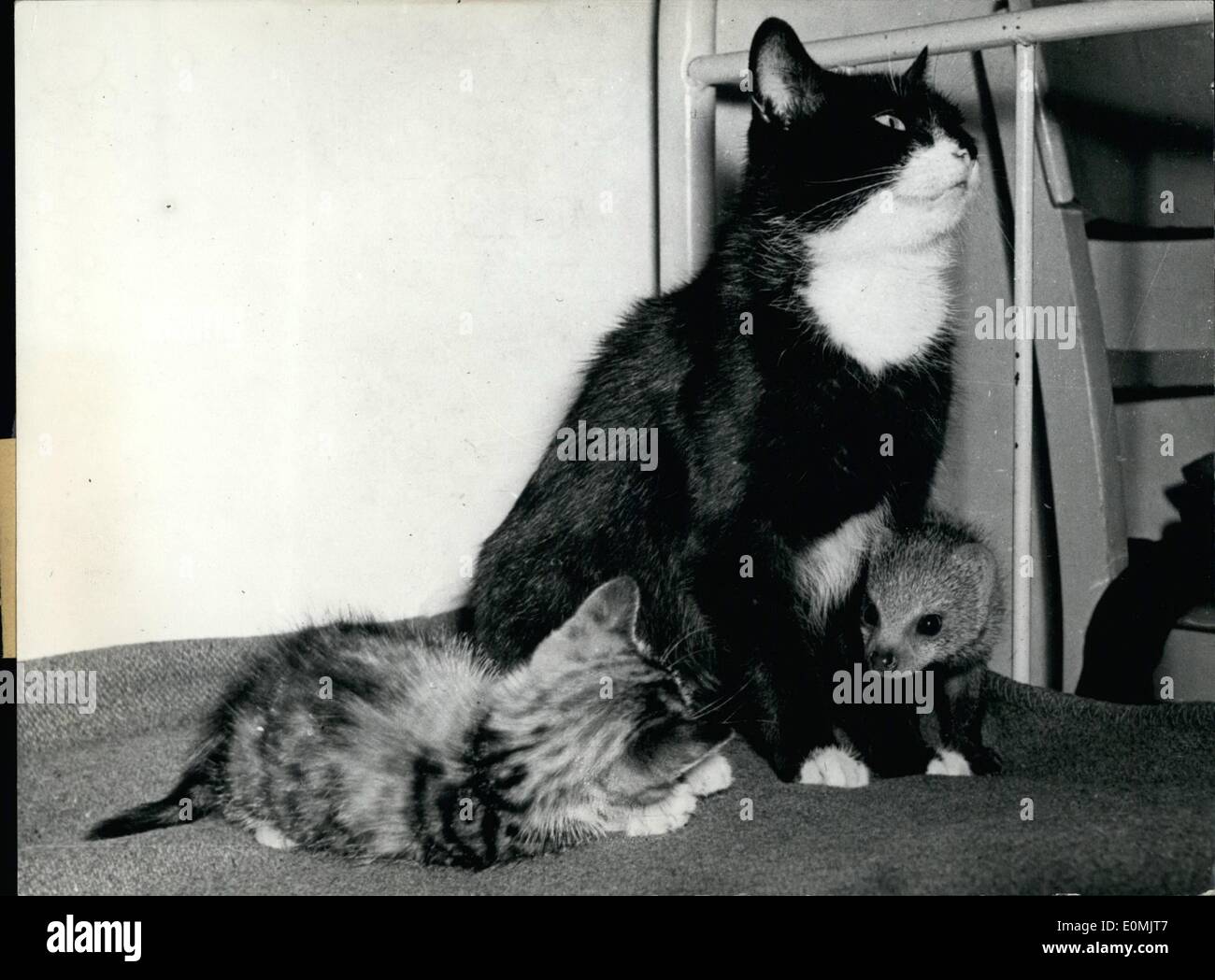 Sep. 09, 1955 - A Young Mungo which is bred by a Cat. A very Unusual ...