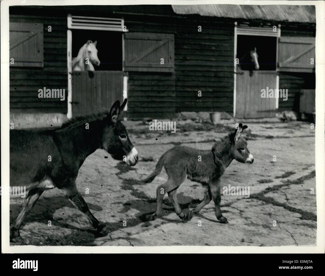 Sep. 09, 1955 - Saved From Slaughter- Fanny Is Proud Mother: Fanny the ...