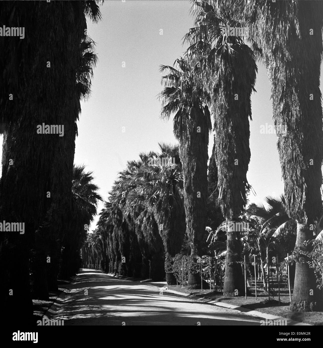 Jardim Colonial in Lisbon is a botanical garden that highlights ...