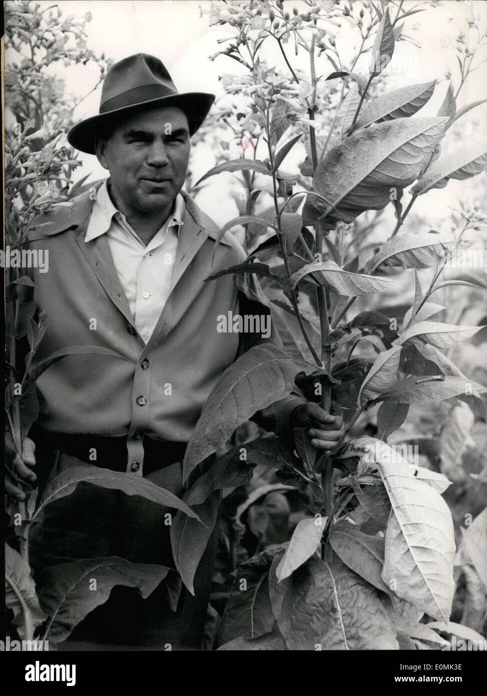 Sep. 14, 1955 - Max Schmeling as Tobacco Planter: The popular former ...
