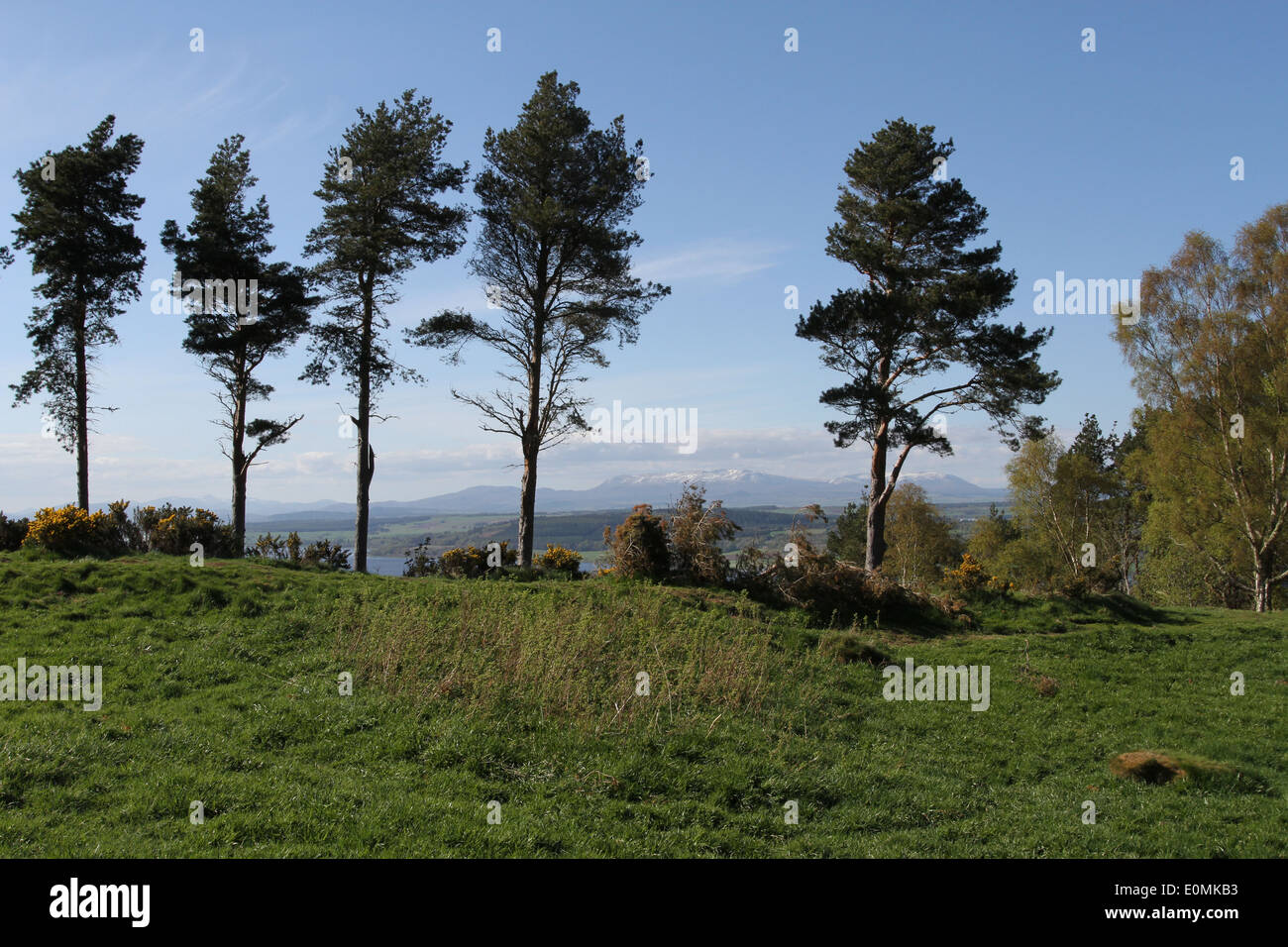 Trees and Ben Wyvis Inverness Scotland May 2014 Stock Photo - Alamy