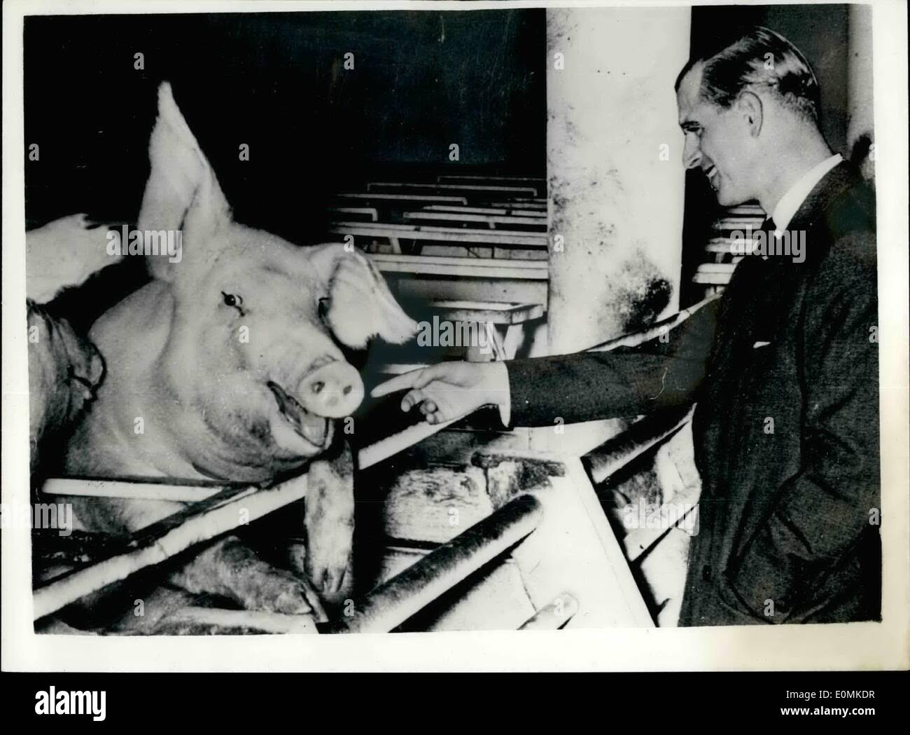 Oct. 10, 1955 - THE DUKE ADMIRES TUE LAUGHING SOW...VISIT TO PIG ...