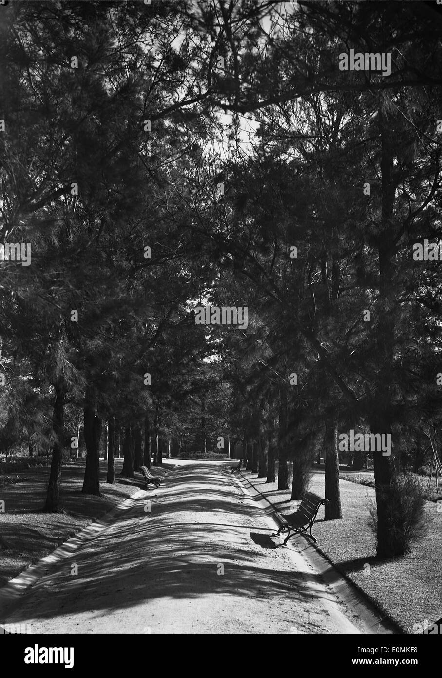 Lush vibrant greenery in Black and White Stock Photos & Images - Alamy