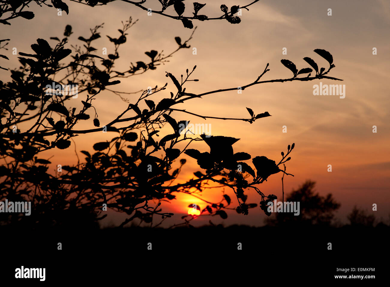 Silhouette tree hi-res stock photography and images - Alamy