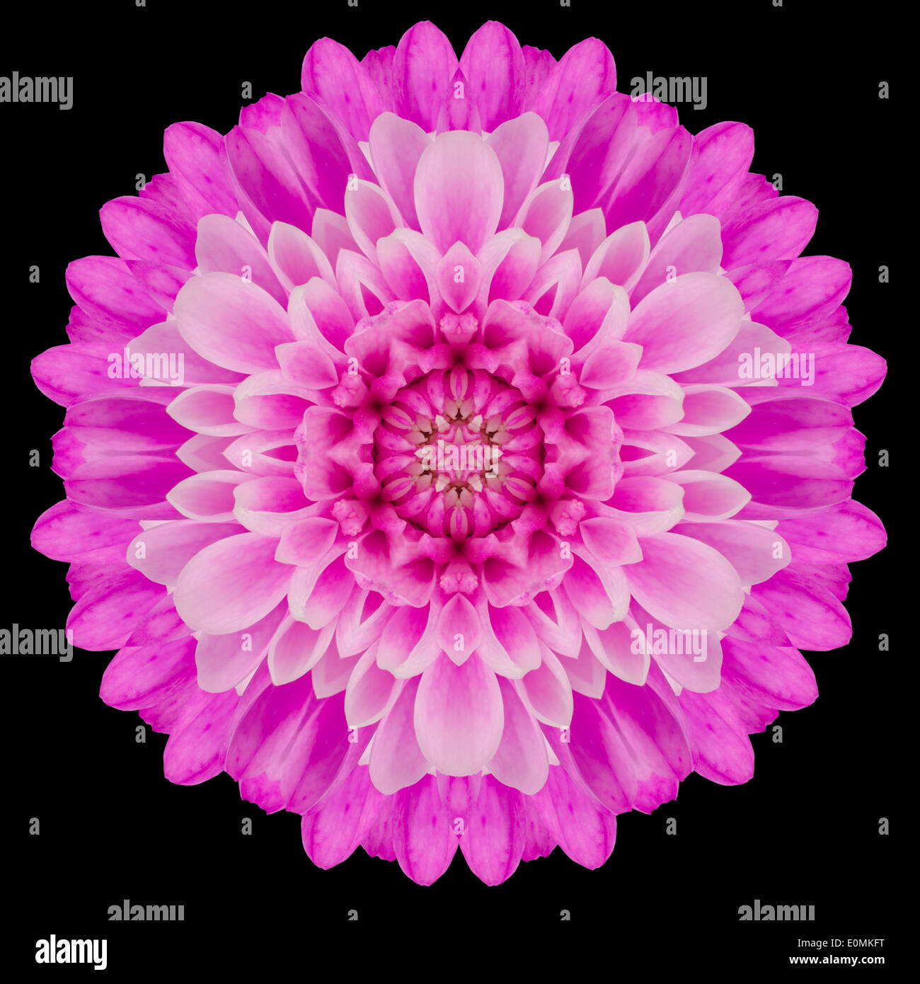 Pink Mandala of Chrysanthemum Flower. Kaleidoscopic design Isolated on ...