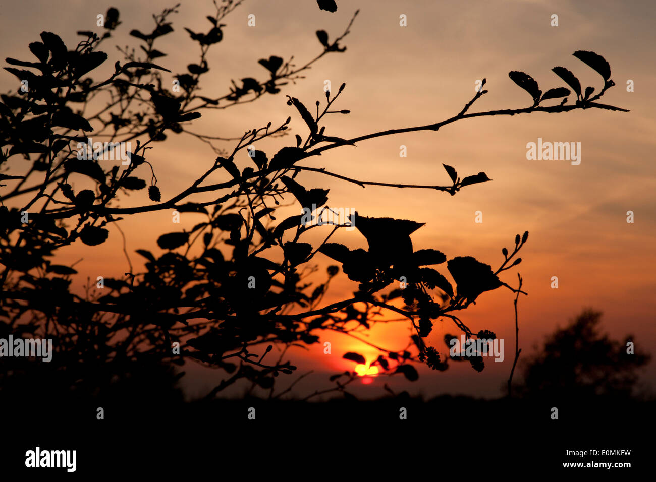 Silhouette tree hi-res stock photography and images - Alamy