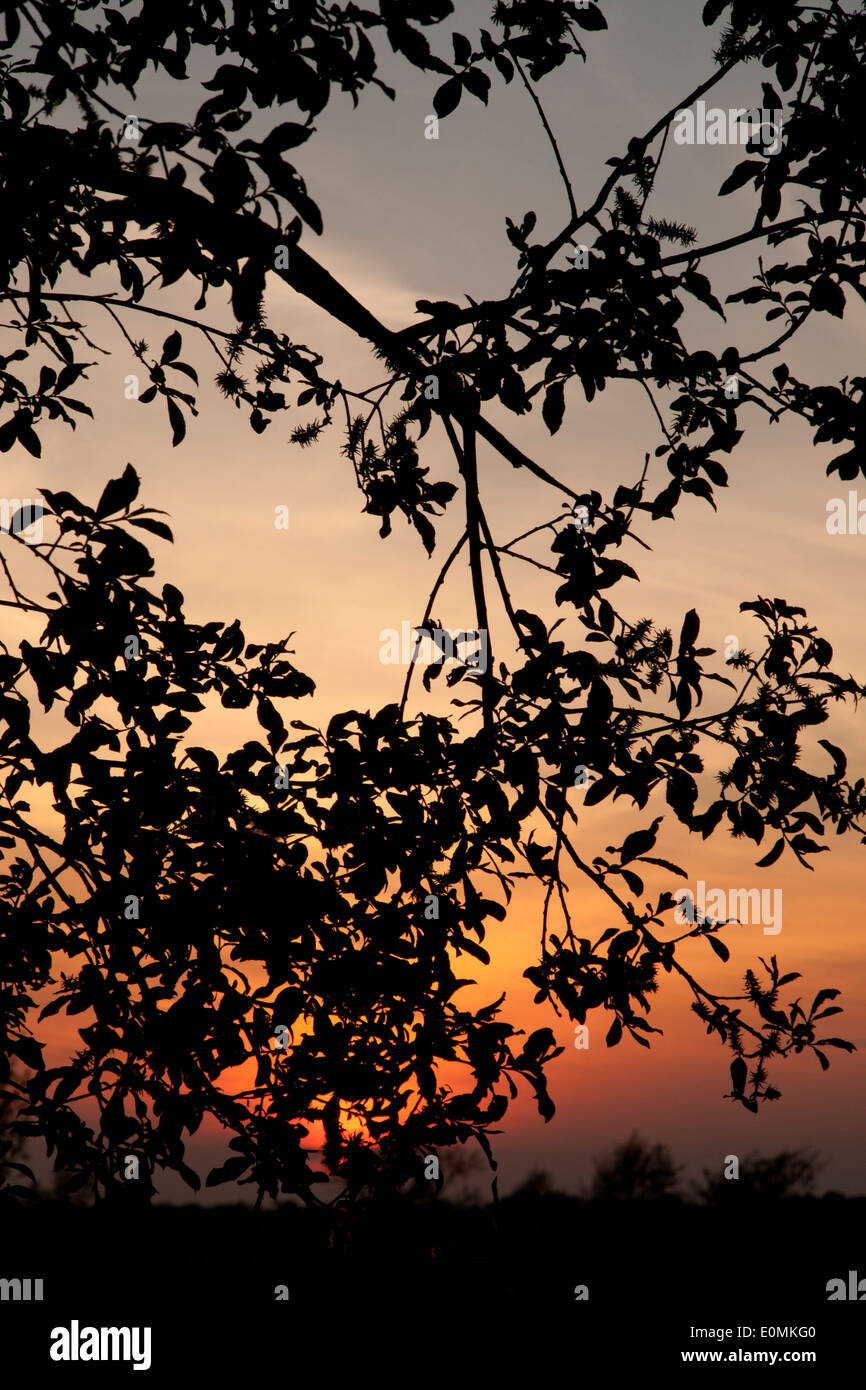 Silhouette tree hi-res stock photography and images - Alamy