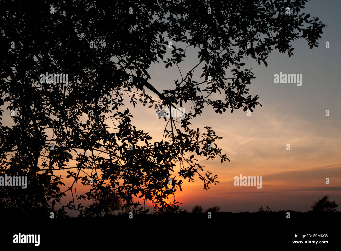 Summer tree silhouette hi-res stock photography and images - Alamy