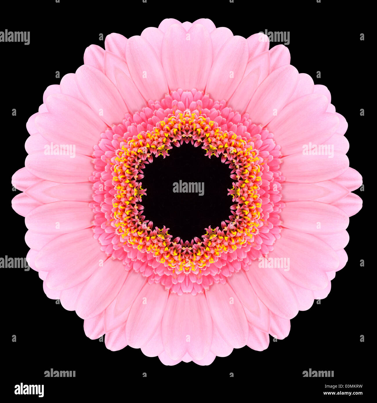Pink Mandala of Gerbera Flower. Kaleidoscopic design Isolated on Black ...