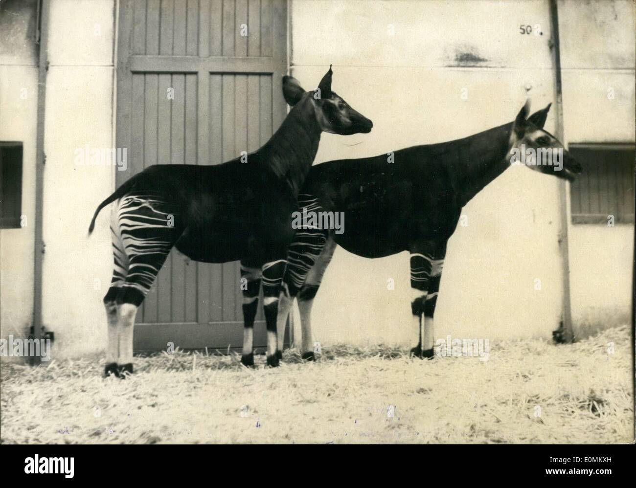 Female okapi hi-res stock photography and images - Alamy