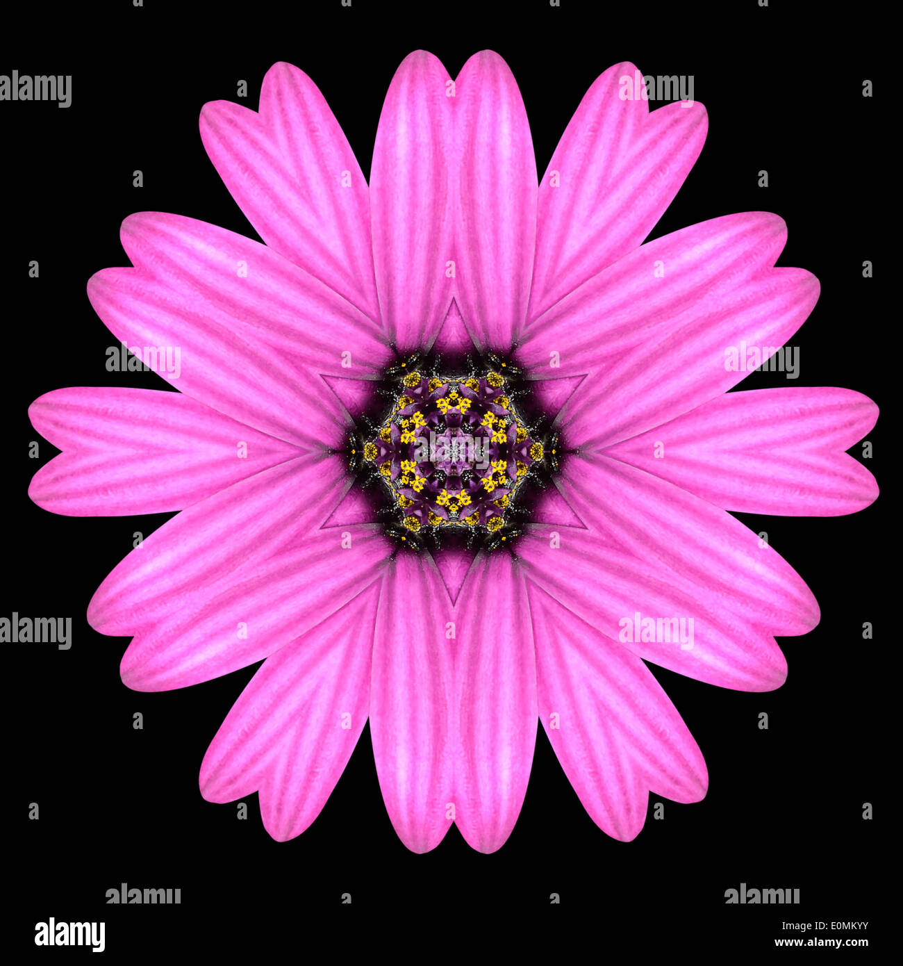 Purple Mandala of Osteospermum Flower. Kaleidoscopic design Isolated on ...