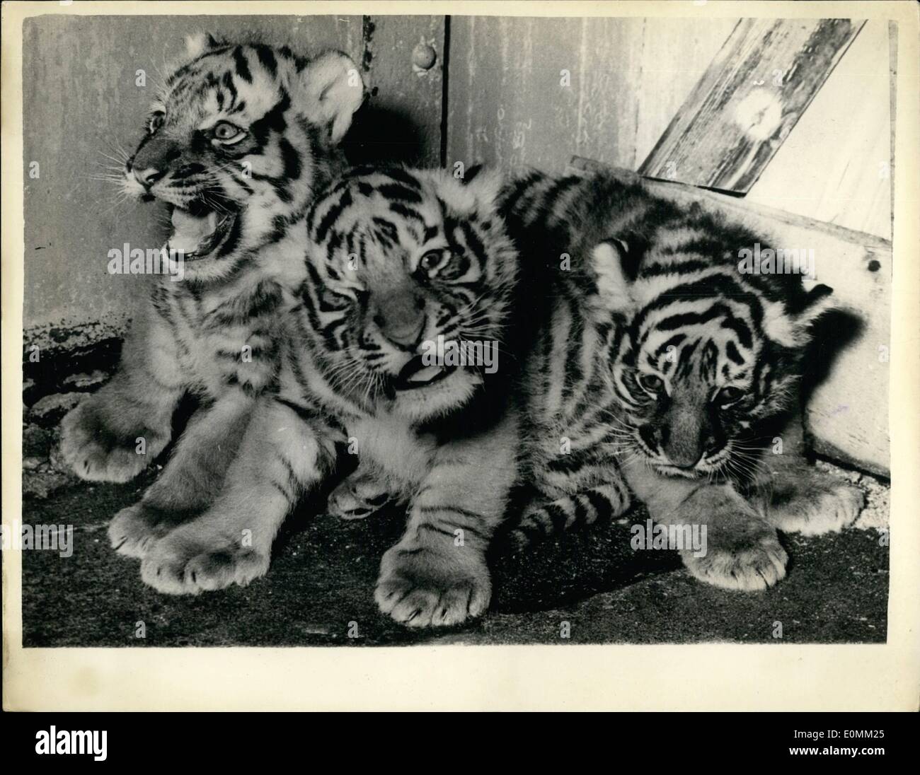 Nov. 11, 1955 - Three new favourites at the Copenhagen Zoo.: Fully ...