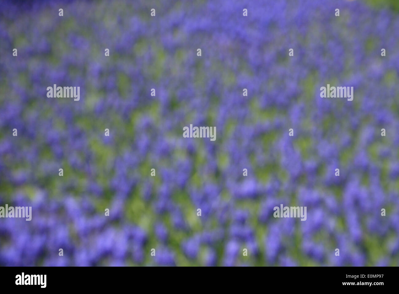 Lawn sky backdrop hi-res stock photography and images - Alamy