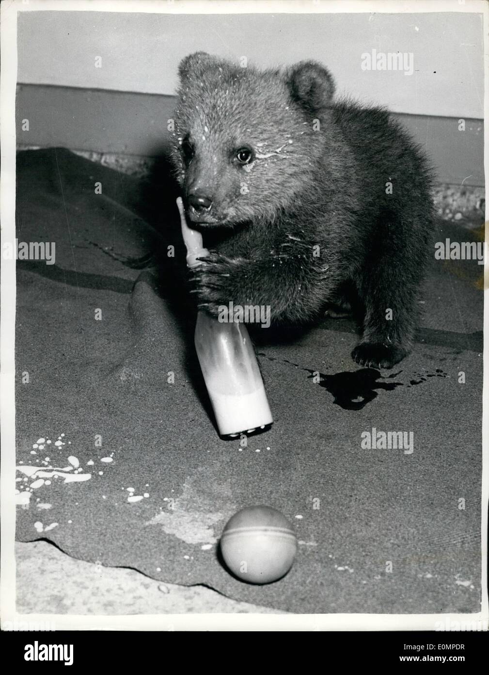 Apr. 04, 1956 - ''Nikki'' Bear Cub Present For Princess Anne From ...