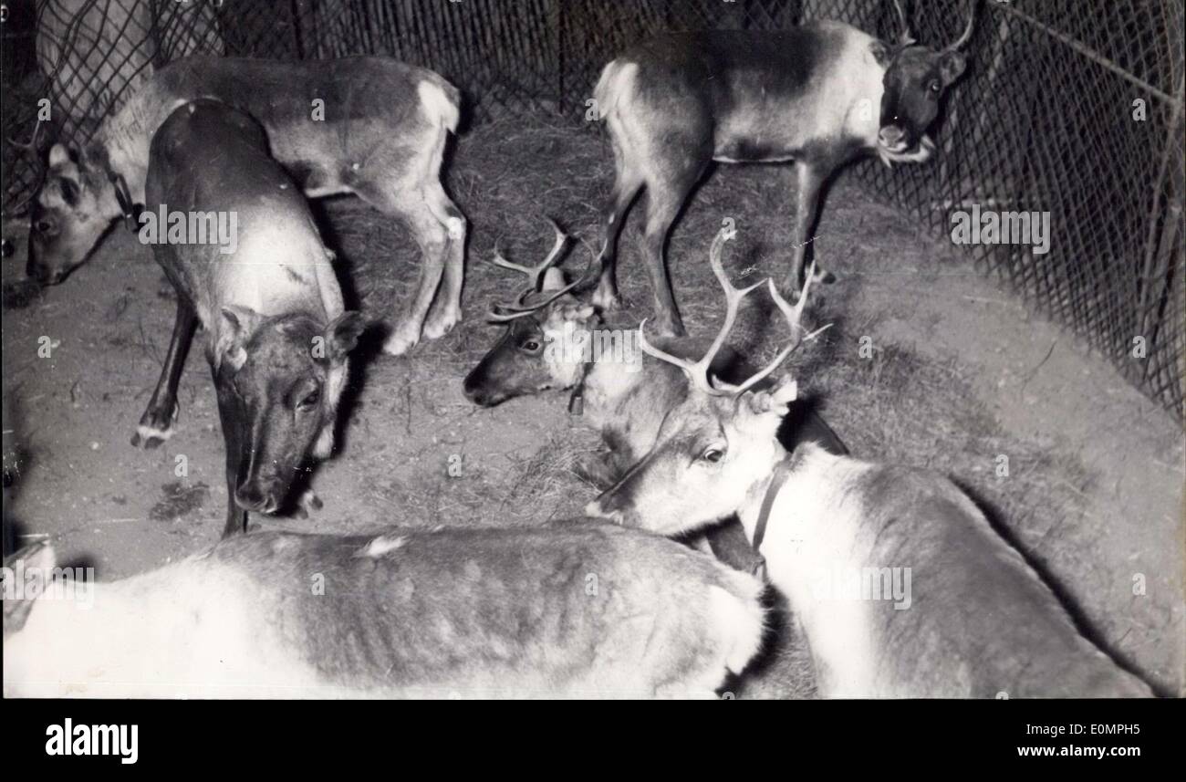 Apr. 11, 1956 - 6 Reindeers from Lapland arrive in Paris : Six ...