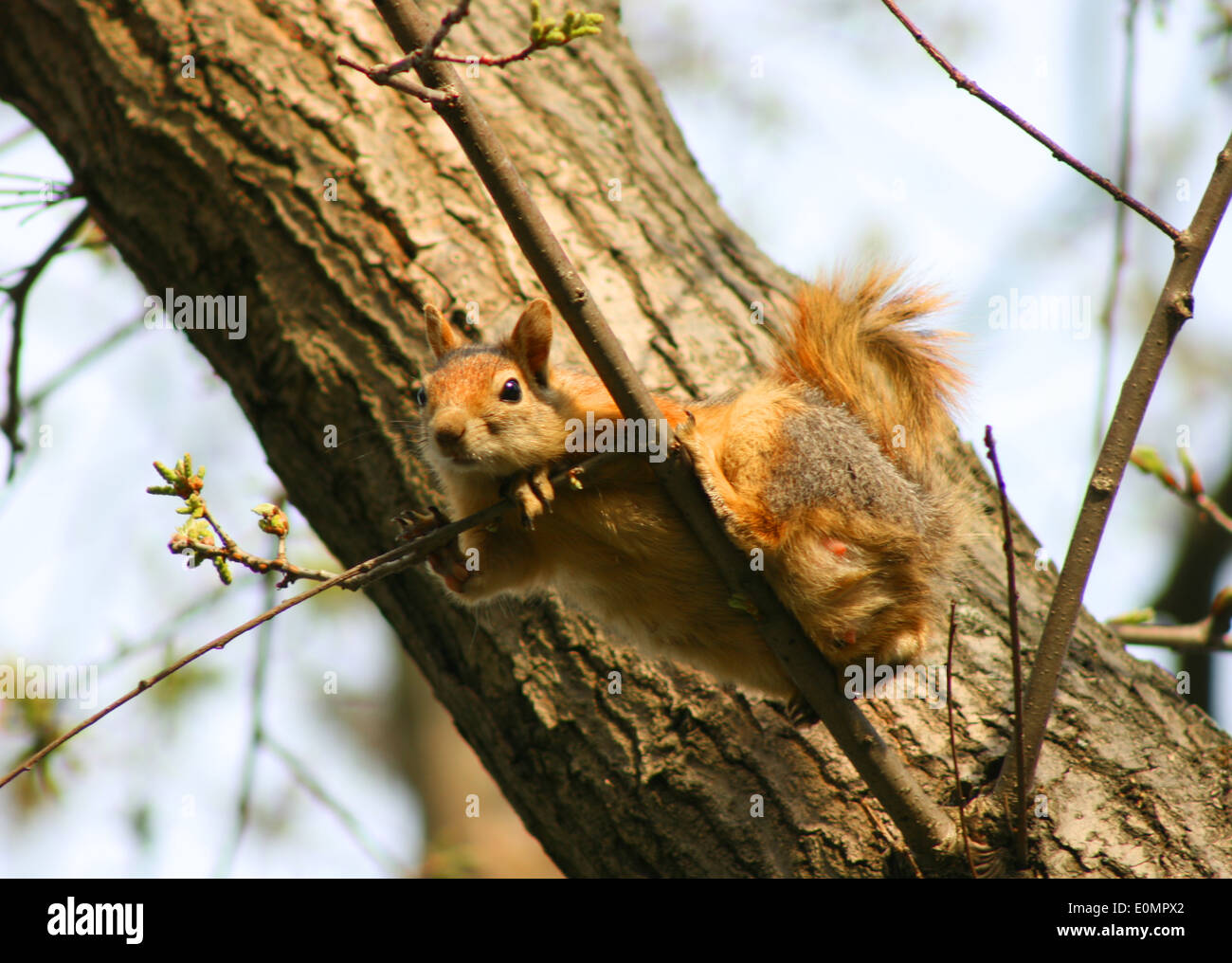 Squirrel on branch hi-res stock photography and images - Alamy