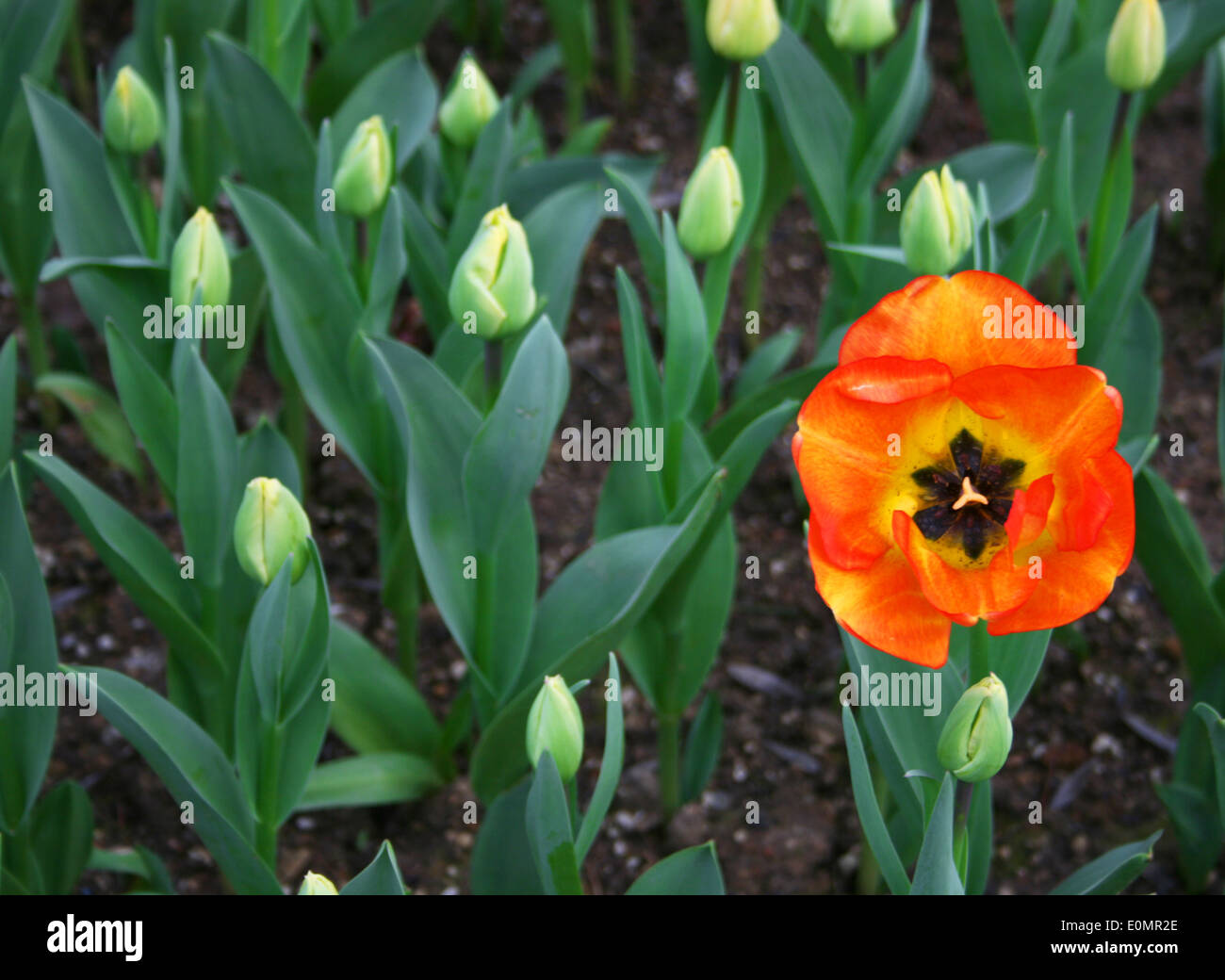 First buds to bloom hi-res stock photography and images - Alamy