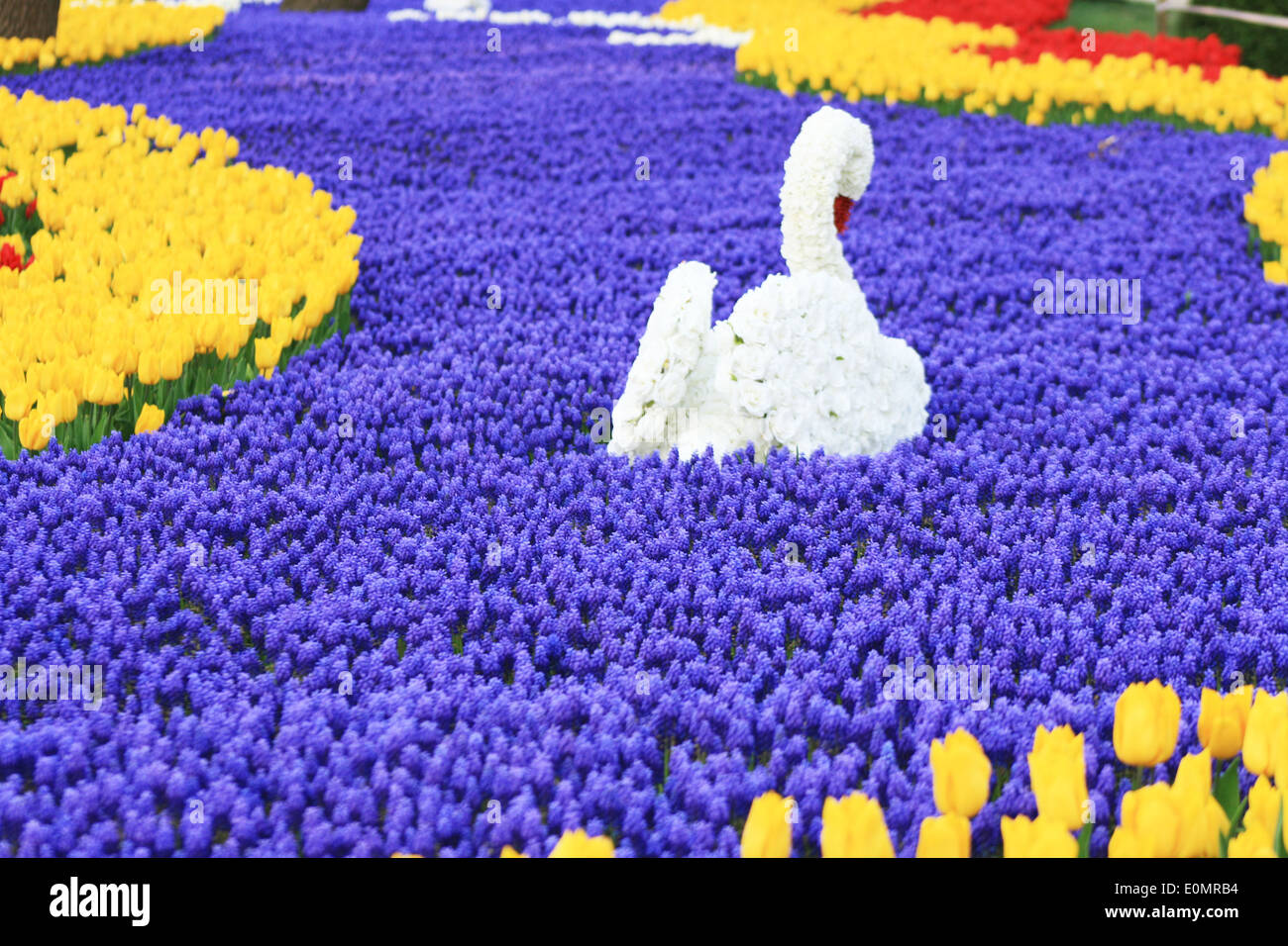 Purple Spring Garden in Tulip Feast,Istanbul Stock Photo - Alamy