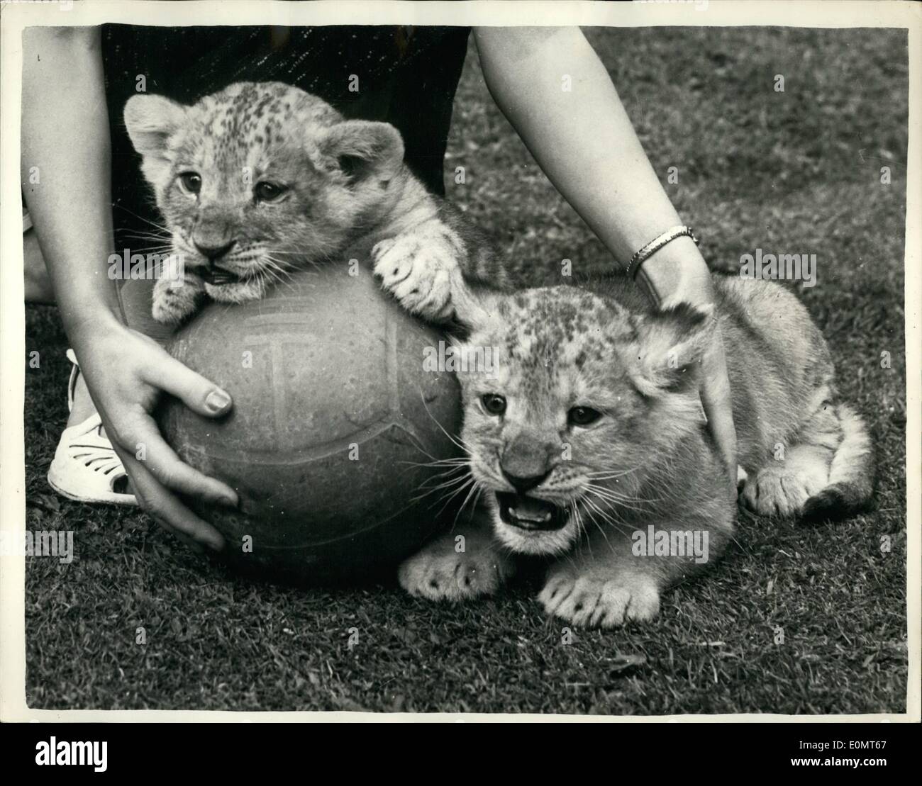 Jun. 06, 1956 - Lion Cubs Have First Outing At Chester Zoo. Photo Shows ...
