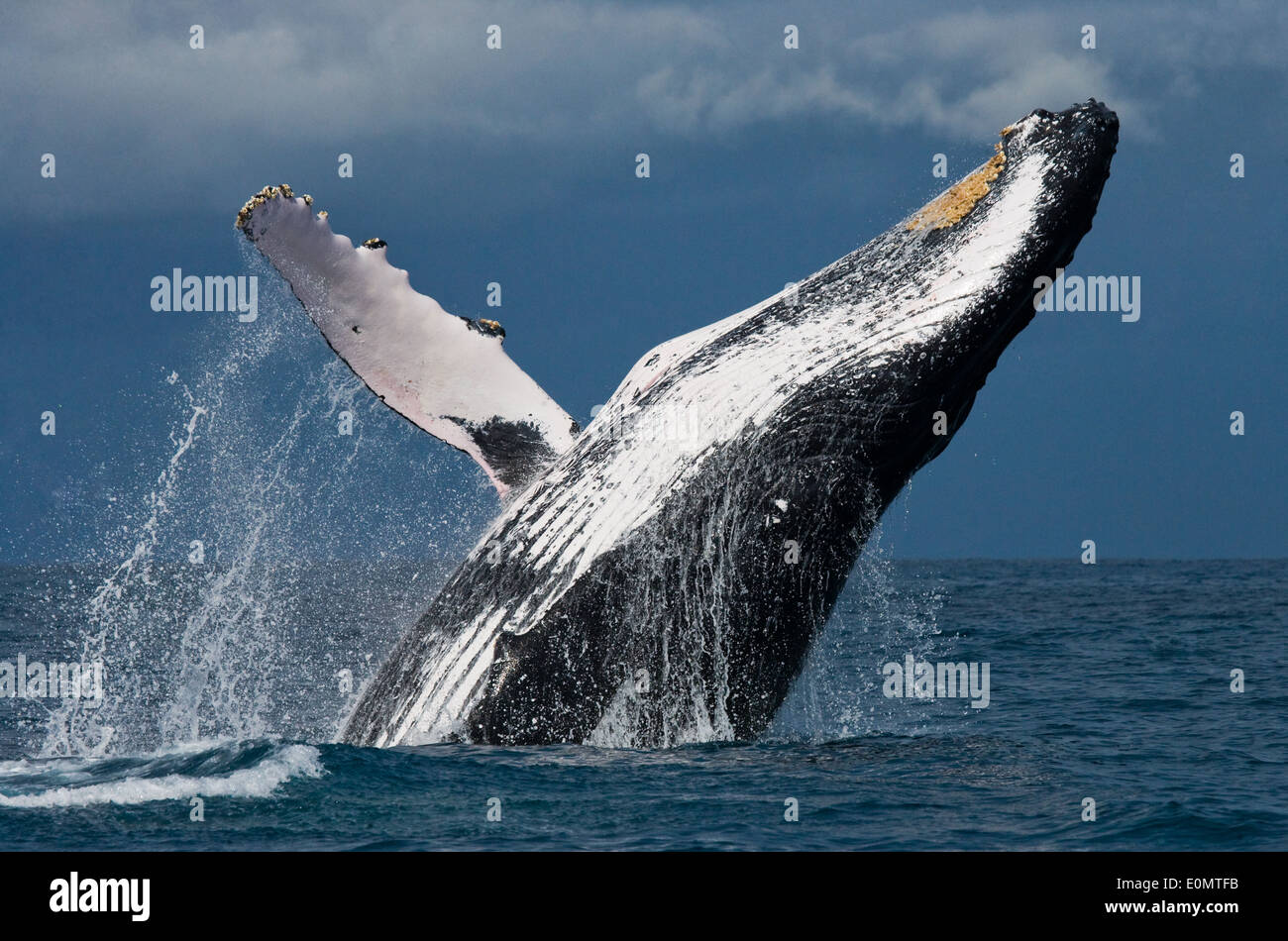 Breaching humpback whale hi-res stock photography and images - Alamy
