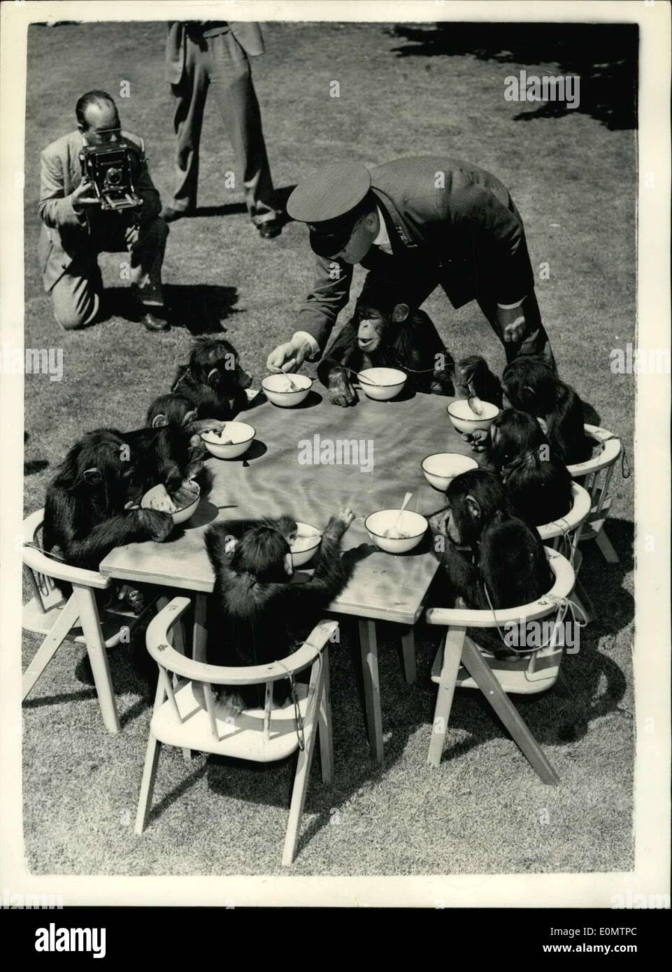 Rehearsing at zoo for chimps tea party hi-res stock photography and ...