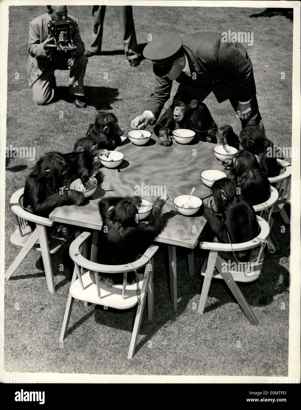 Jun. 26, 1956 - Rehearsing At The Zoo For The chimps Tea Party: Eight ...