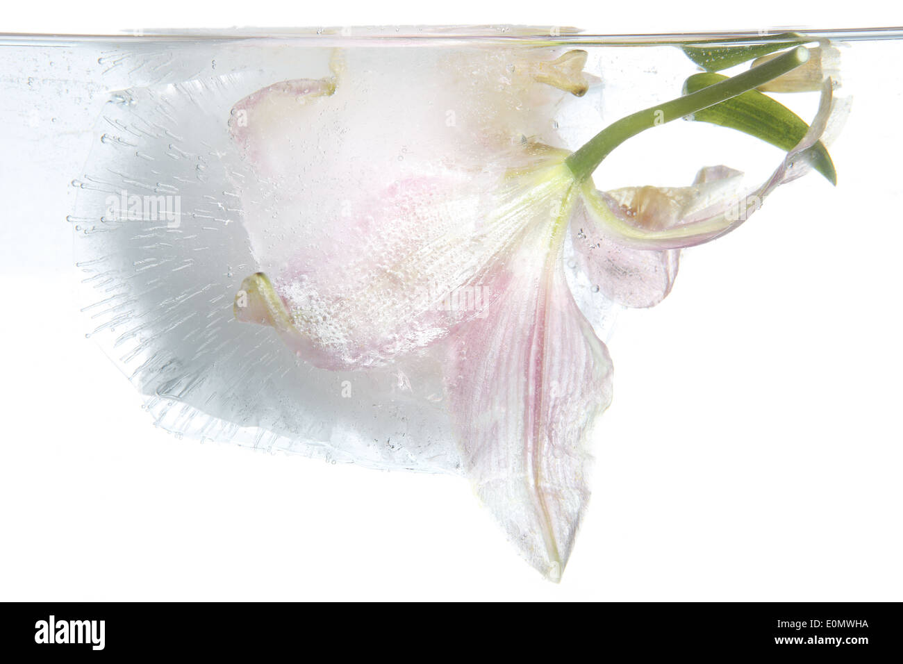Frozen lily under frozen ice Stock Photo - Alamy