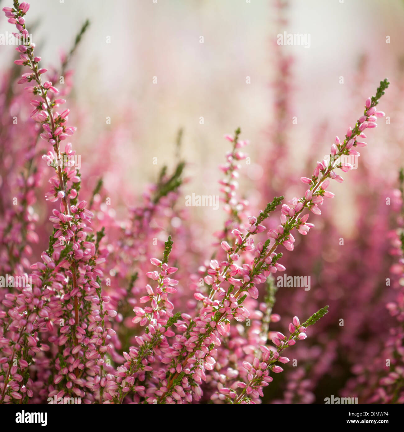 Calluna vulgaris october hi-res stock photography and images - Alamy