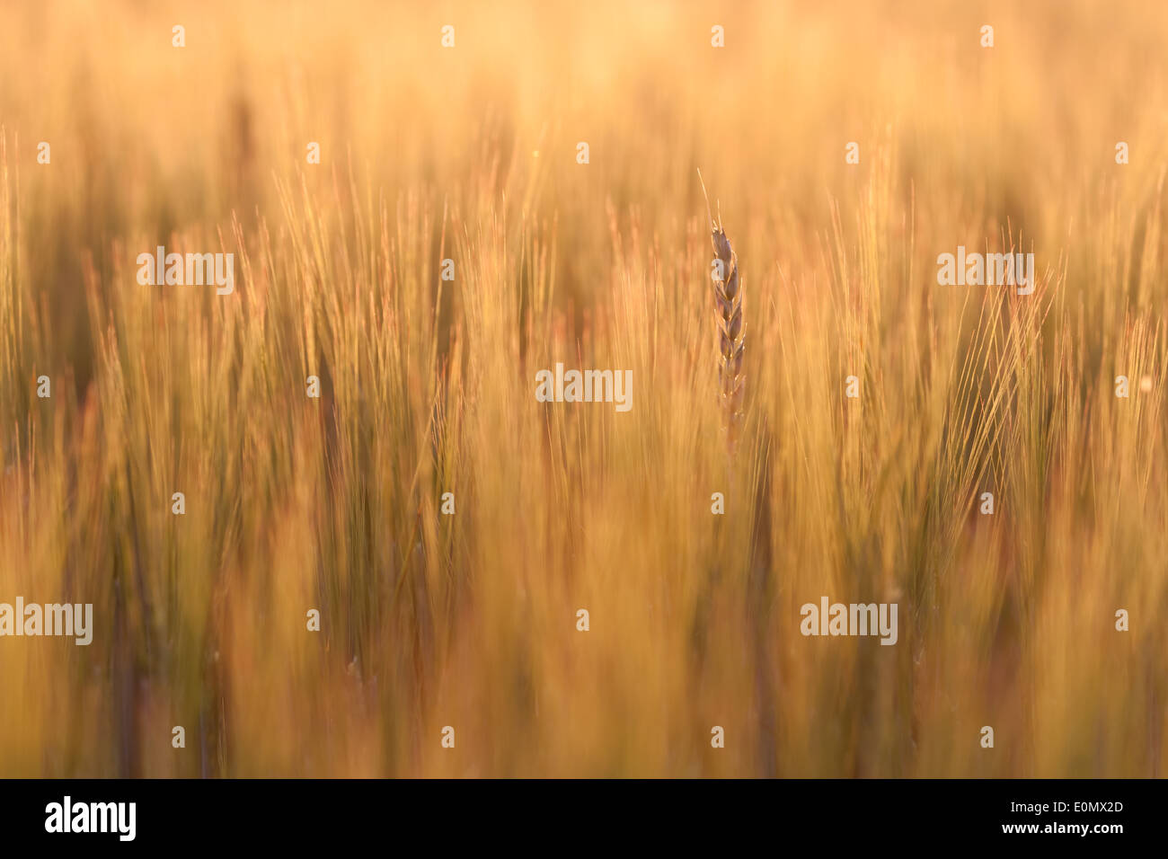 Quackgrass hi-res stock photography and images - Alamy