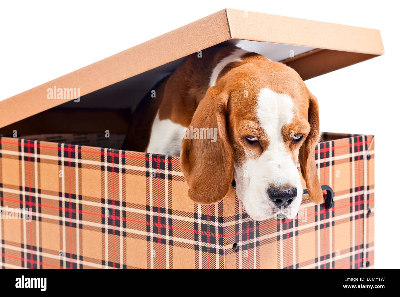 cute dog in box isolated on white background Stock Photo - Alamy