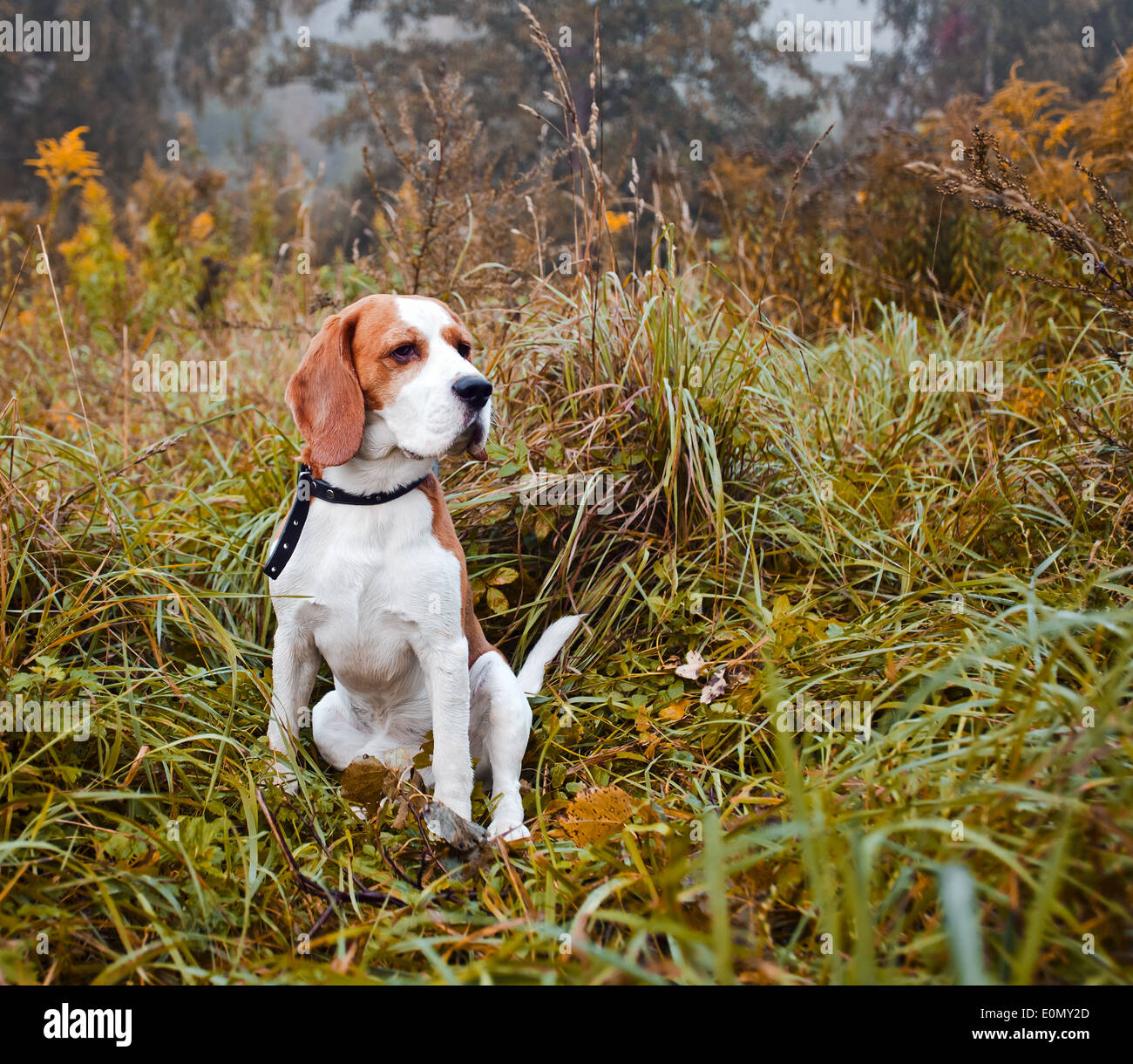 beagle in the foggy morning in forest Stock Photo - Alamy