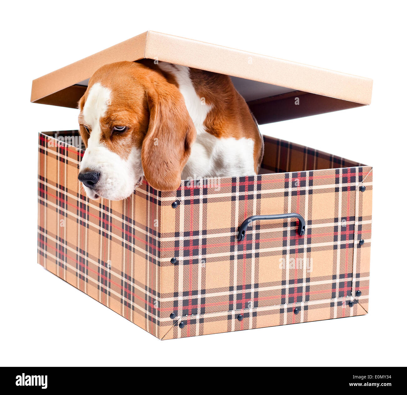 cute dog in box isolated on white background Stock Photo - Alamy