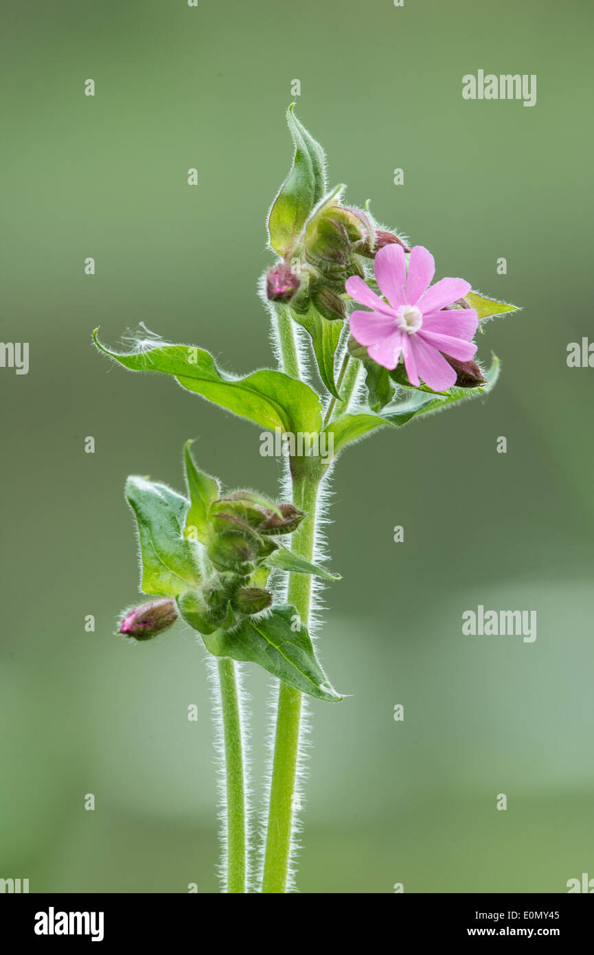 Red campion flower, Silene dioica, West Sussex, UK Stock Photo - Alamy