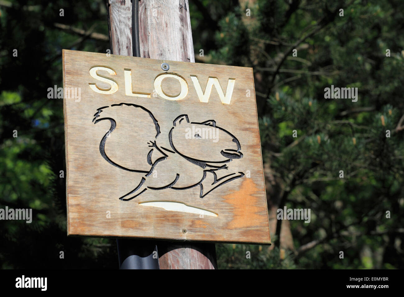 Red squirrel warning sign hi-res stock photography and images - Alamy