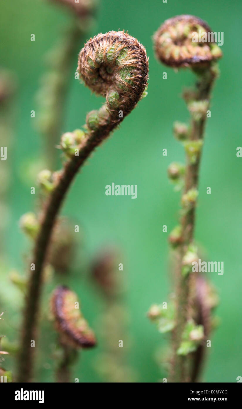 Scotland scottish highlands fern ferns green hi-res stock photography ...