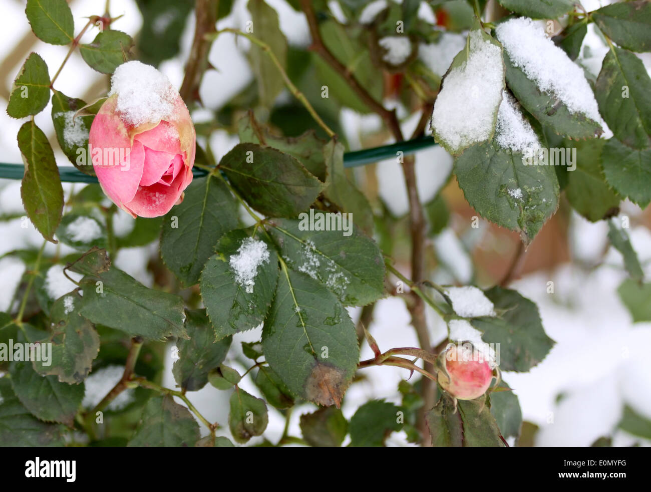 Dead rosebud hi-res stock photography and images - Alamy