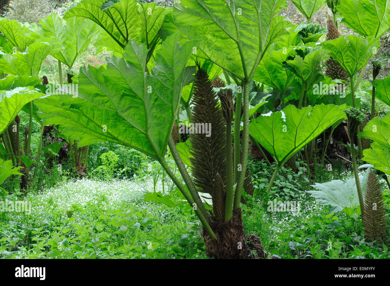 Gunnera leaves and flowers hi-res stock photography and images - Alamy