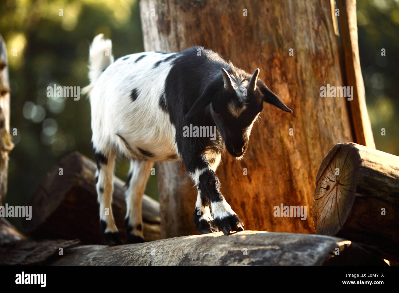 Dutch goat holland hi-res stock photography and images - Alamy