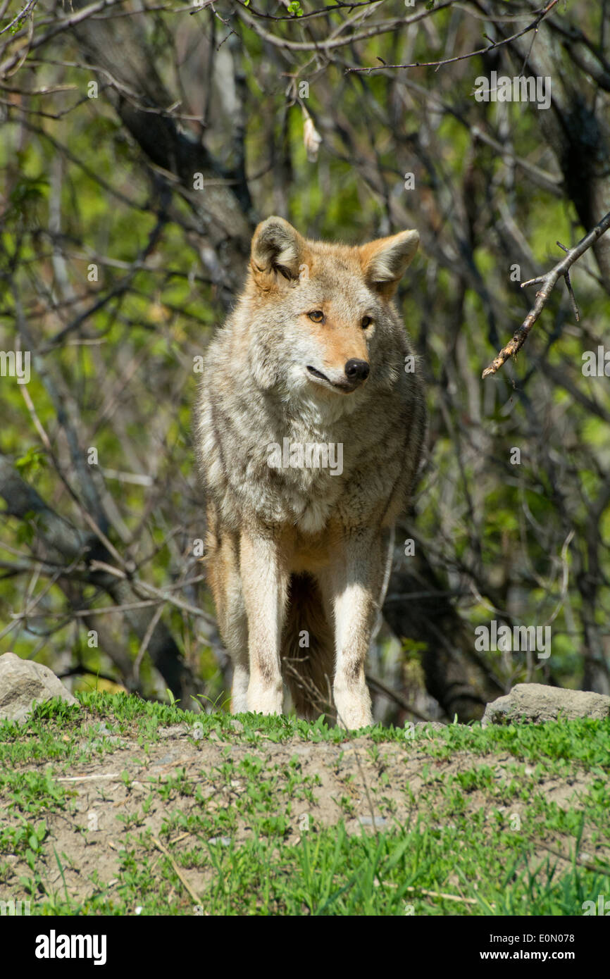 A Coyote in spring Stock Photo - Alamy