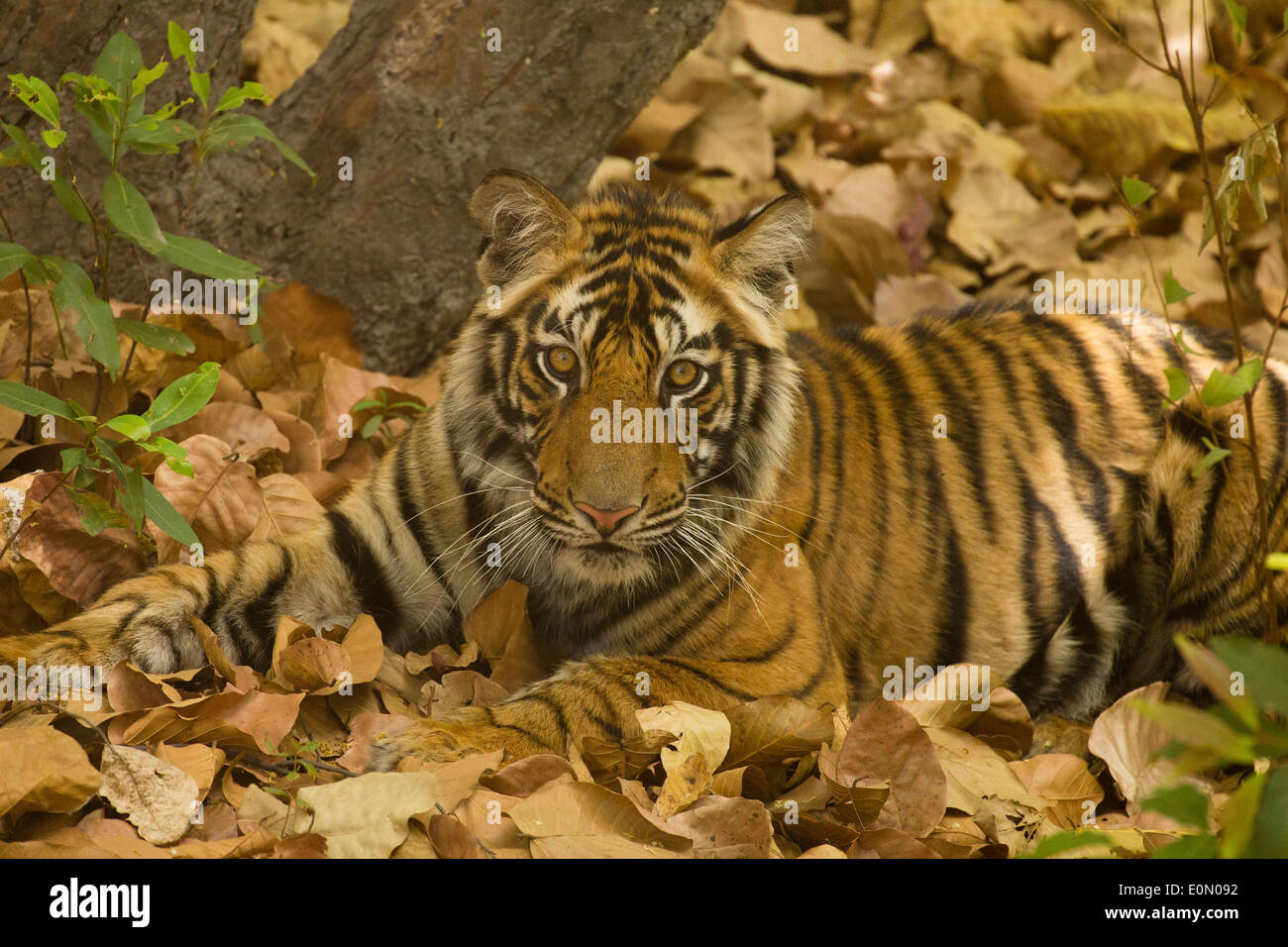 Tiger Watching In India Bandhavgarh High Resolution Stock Photography ...