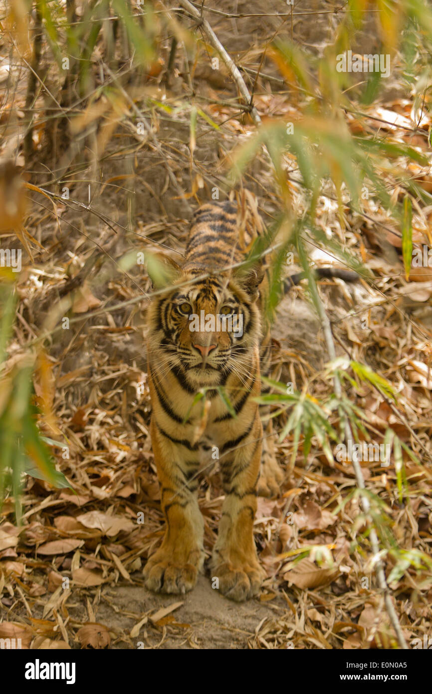 Tiger Watching In India Bandhavgarh High Resolution Stock Photography ...