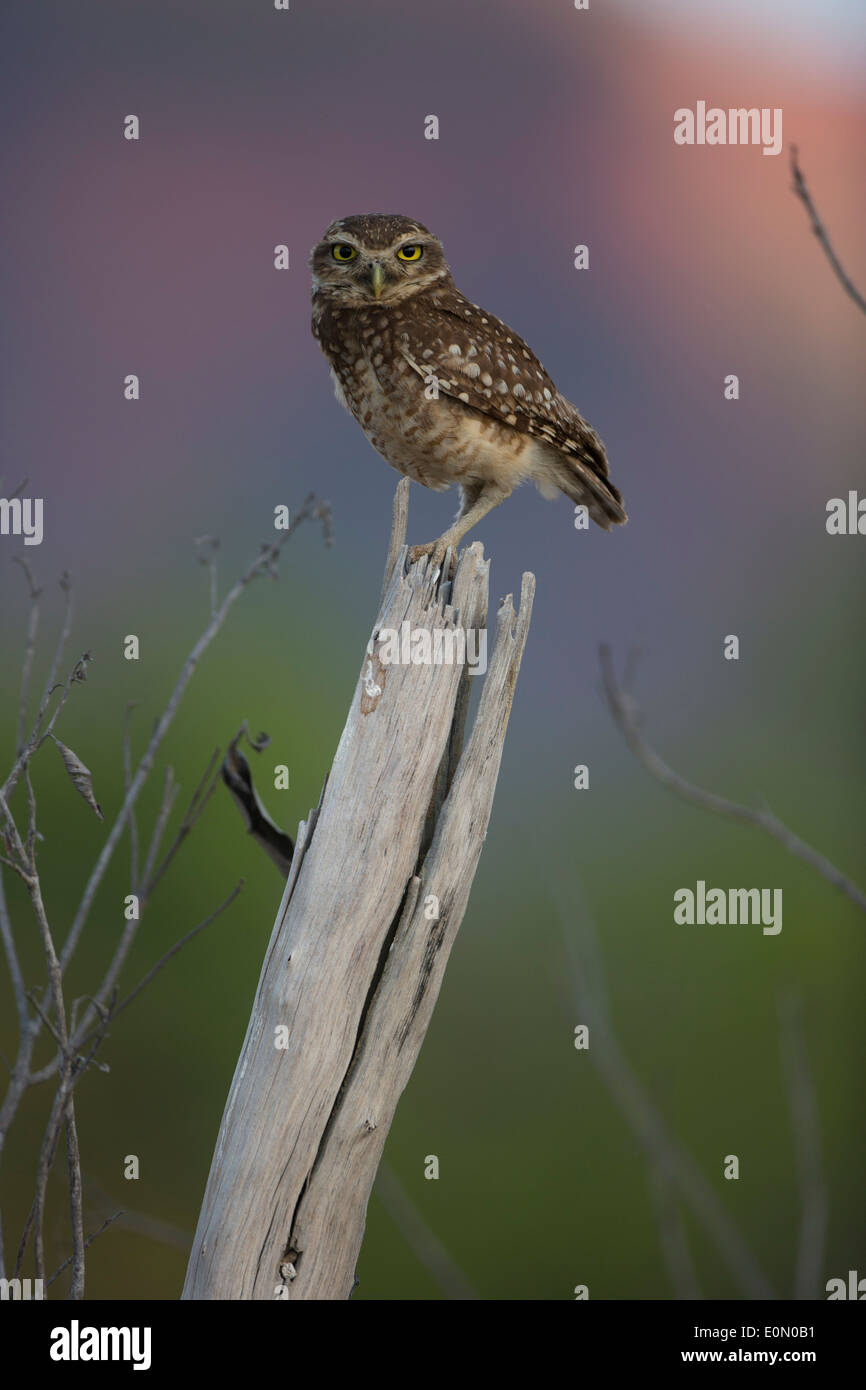 Cerrado birds hi-res stock photography and images - Alamy