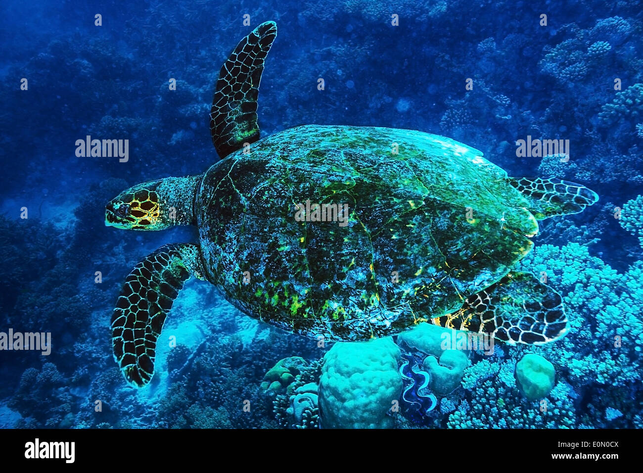 Big turtle swimming undersea, beautiful exotic water animal, wonderful ...
