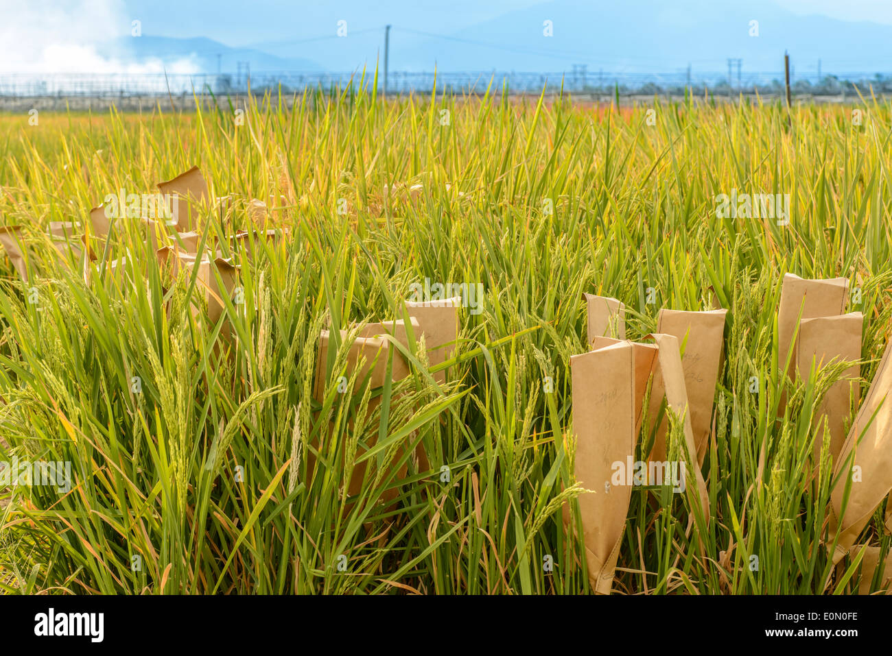 Mature rice hi-res stock photography and images - Alamy
